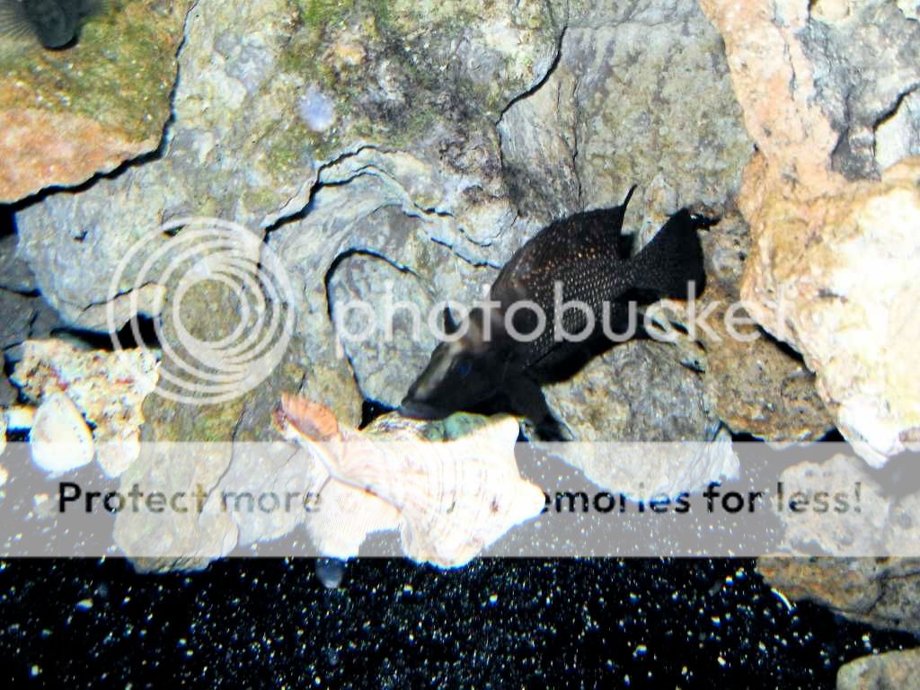 deiffernces between Black pectoral "Ink Fin" and & | Cichlid Fish Forum