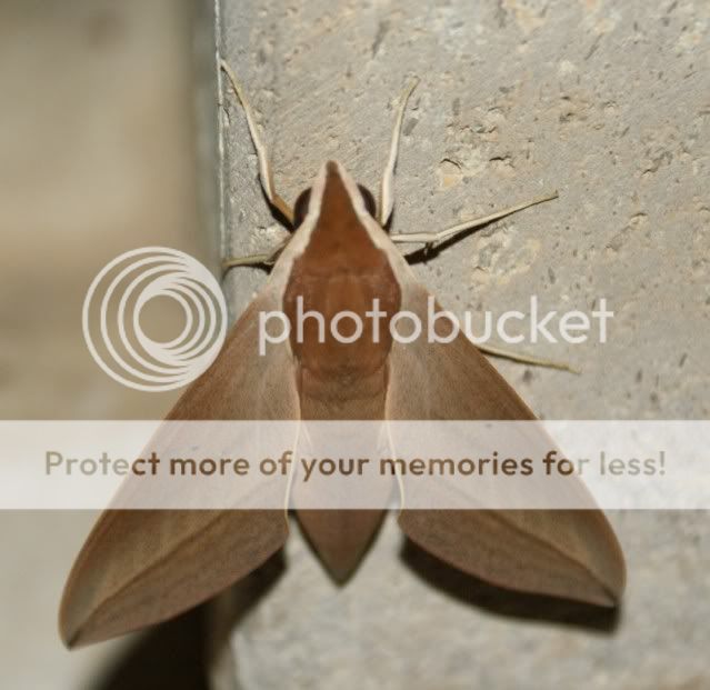 Hawk Moth species ID please | Reptile Forums